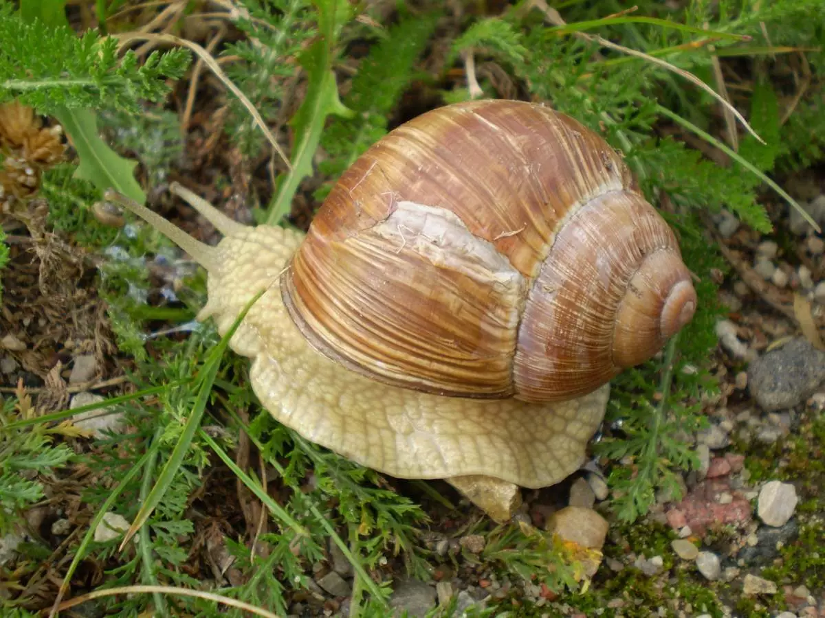 Ang mga snail sa ubas adunay abilidad sa pagpabag-o sa mga bahin sa lawas.