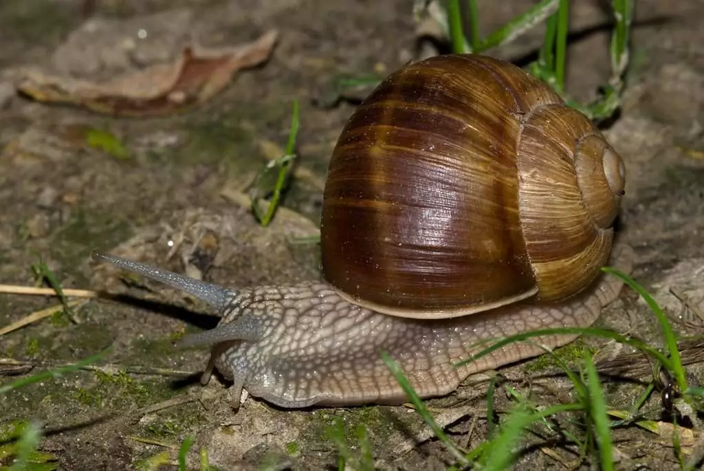 葡萄蜗牛的寿命约为7年。