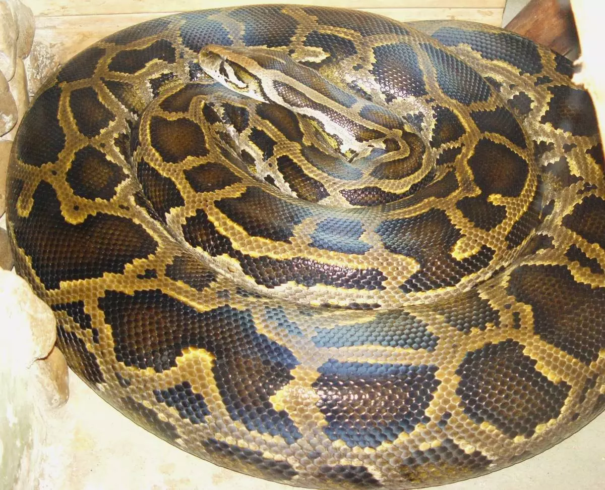 Tiger python (Python molurus).