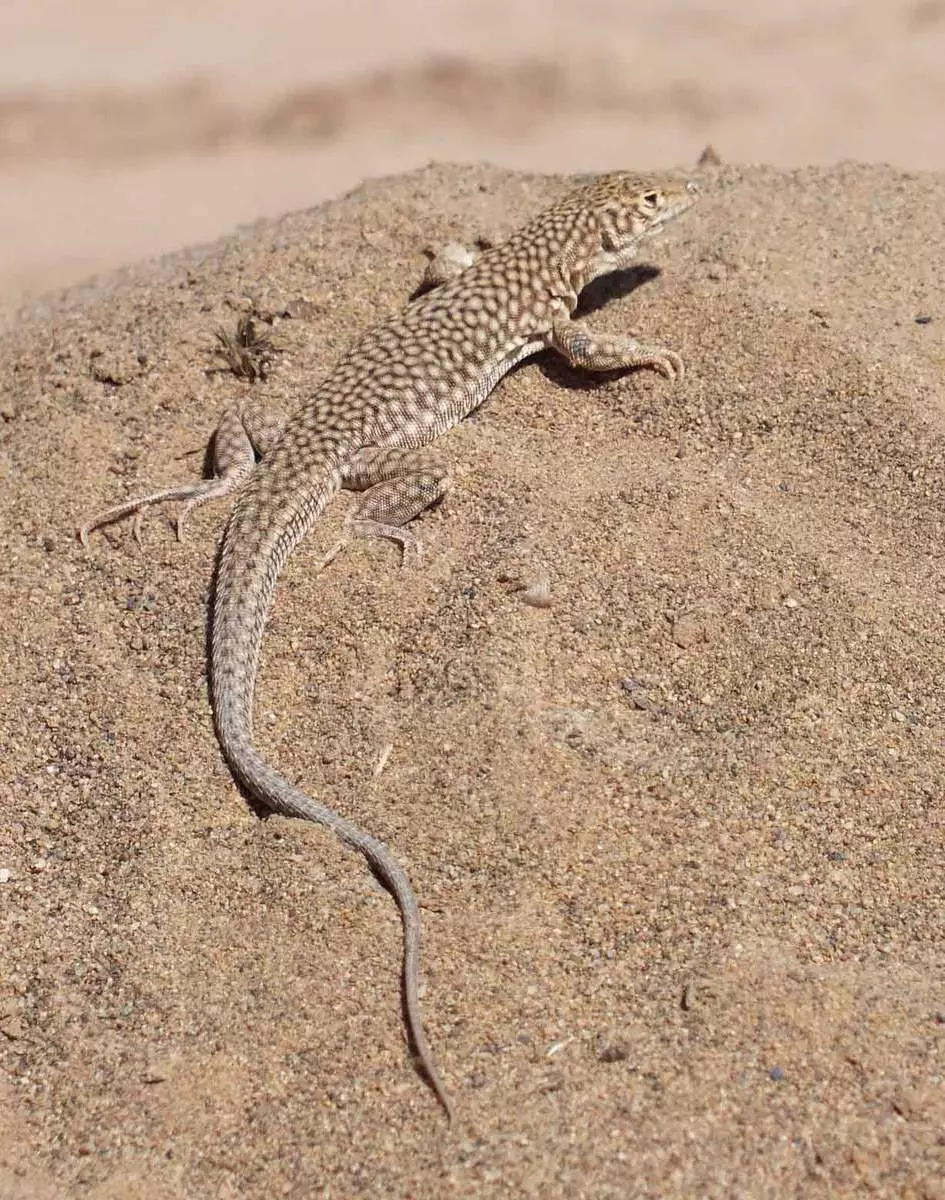 Alangba Mongolian (Eremias argus).