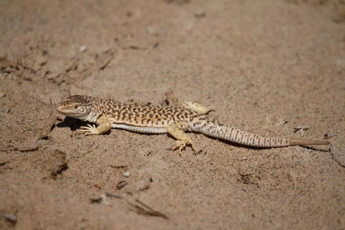 Awọn alangba Mongolian ni awọ abuda kan.