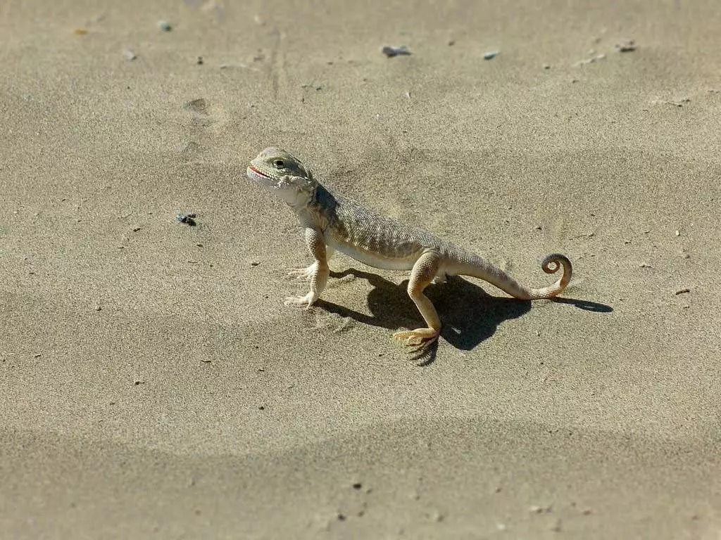 Tête-queue ronde (Phrynocephalus guttatus).