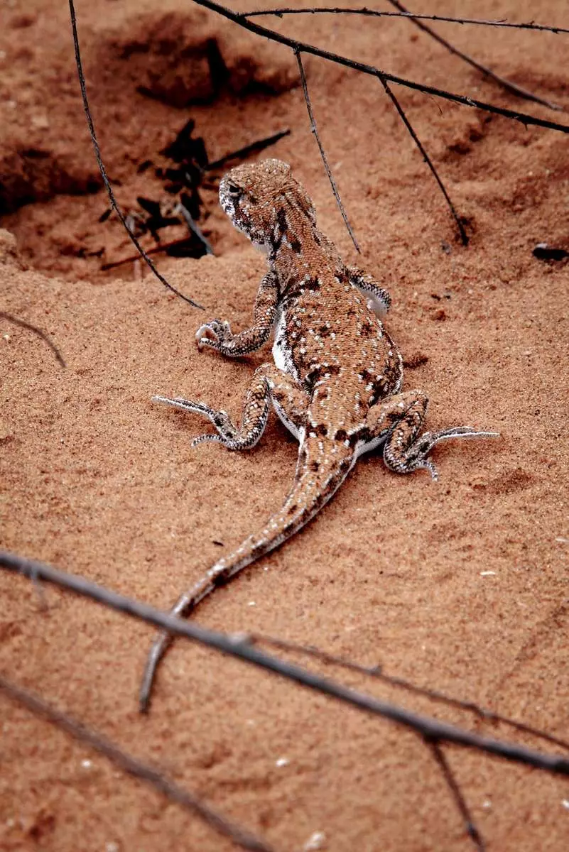 Le lézard à queue de ver creuse des terriers très profonds.