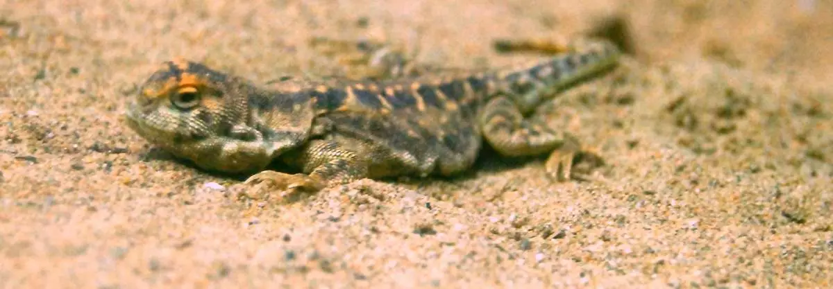 Ces lézards se déplacent très rapidement sur un sol sablonneux.