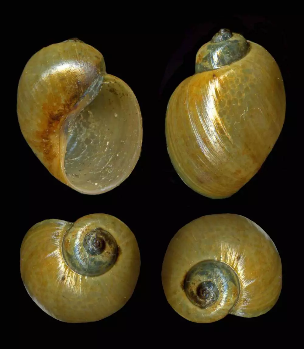 Калем (Planorbidae).