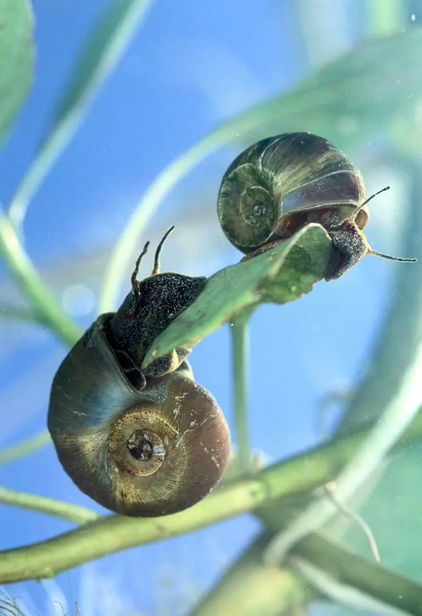 Les bobines es planten sovint en aquaris.