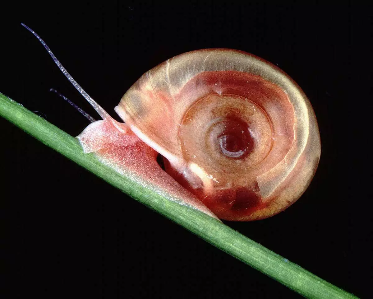 Les bobines s’anomenen ordenants de l’aquari, perquè netegen les parets d’algues adherides.