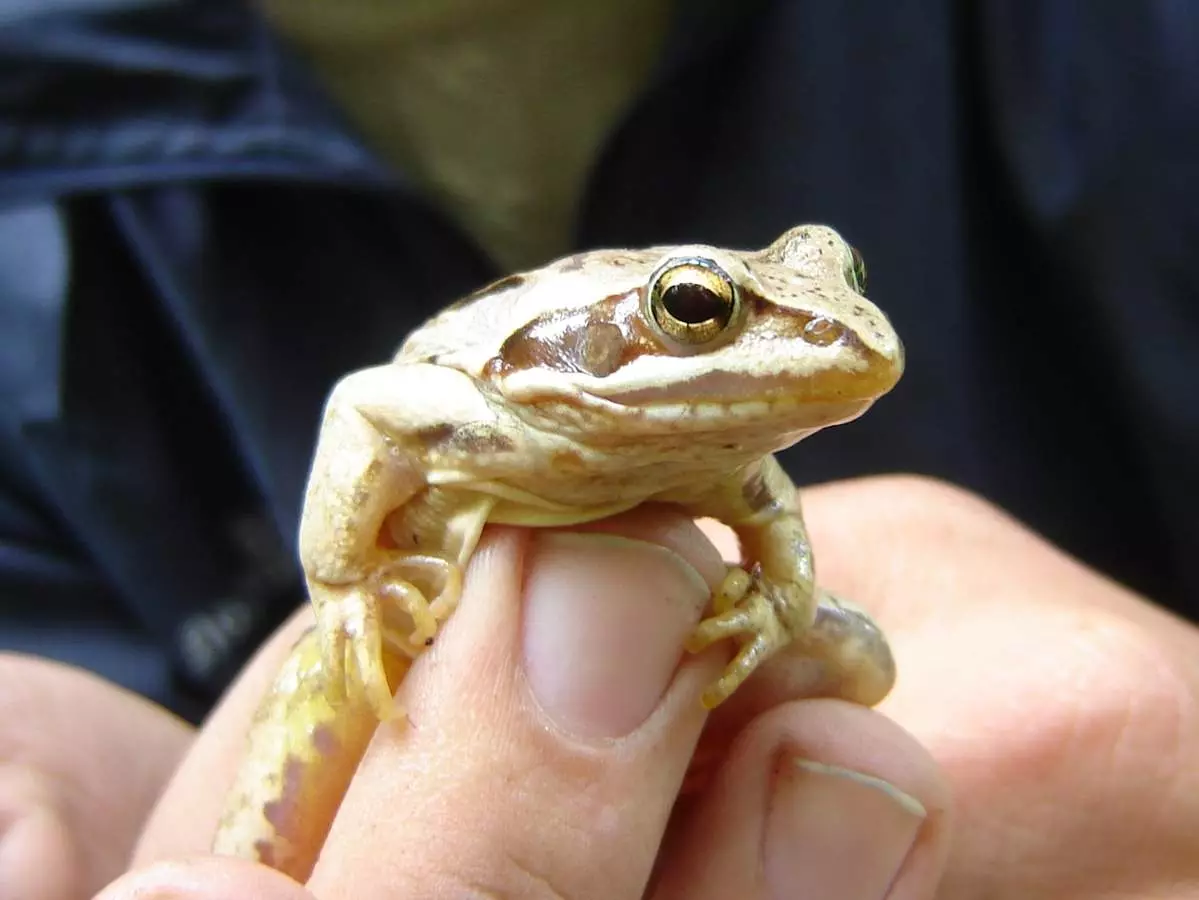 Rana dalla faccia affilata (Rana arvalis).