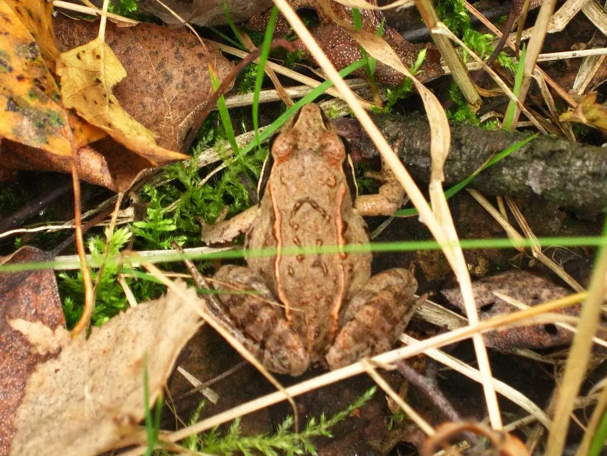 Schaarfgekuckt Fräschen ginn dacks duerchernee mat Grasfräschen.