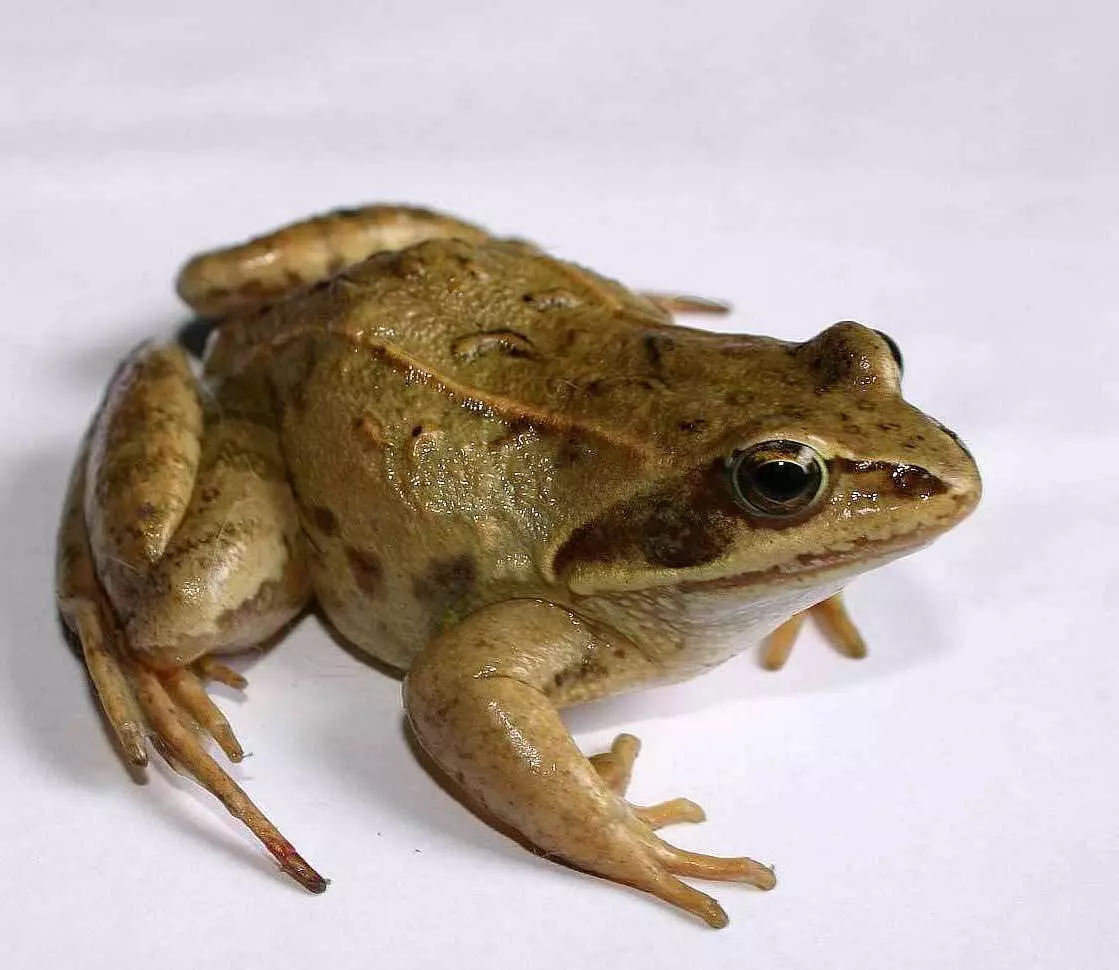 Dës Frosch verbréngen de gréissten Deel vun hirer Zäit um Land.