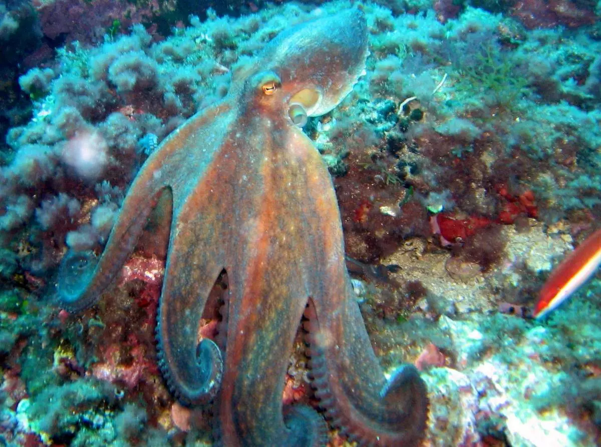 Oddiy ahtapot (Octopus vulgaris).