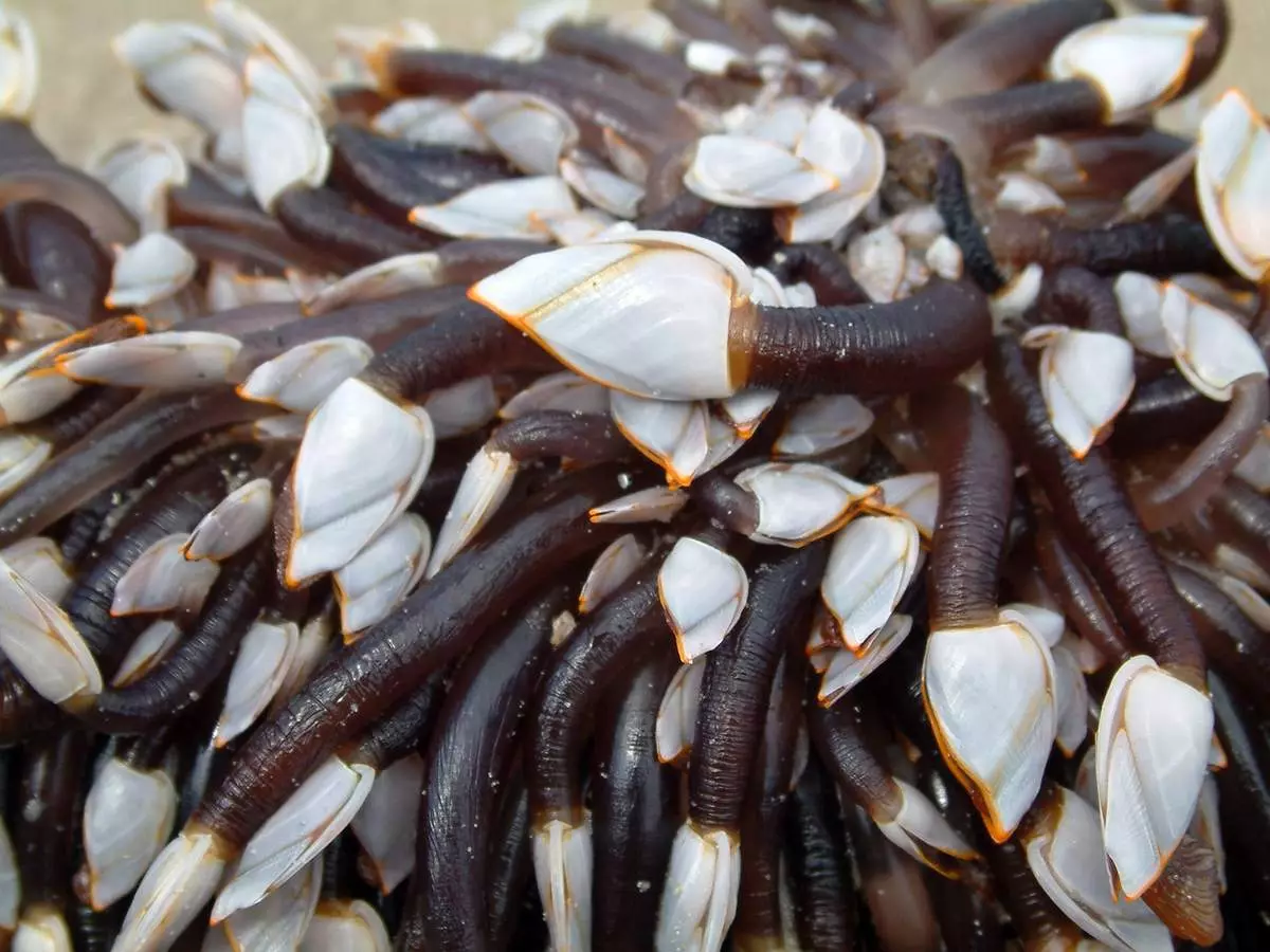 Barnacles (Lepas anatifera).