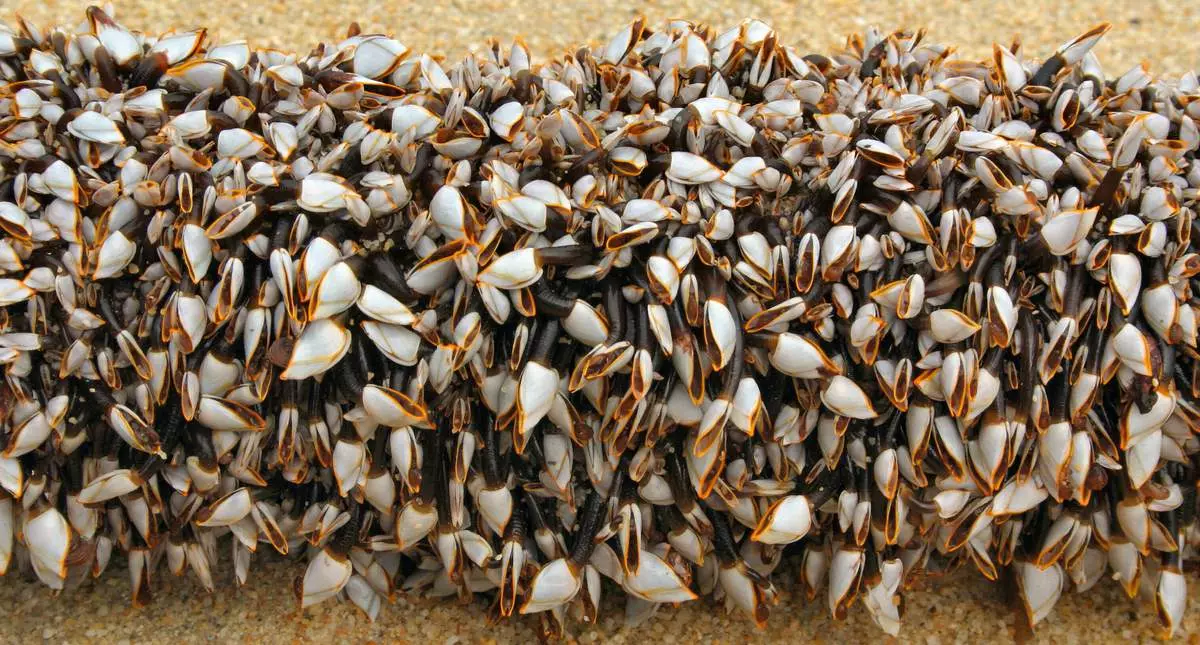 Nigba miiran barnacles gba awọn ikarahun ti awọn molluscs miiran.