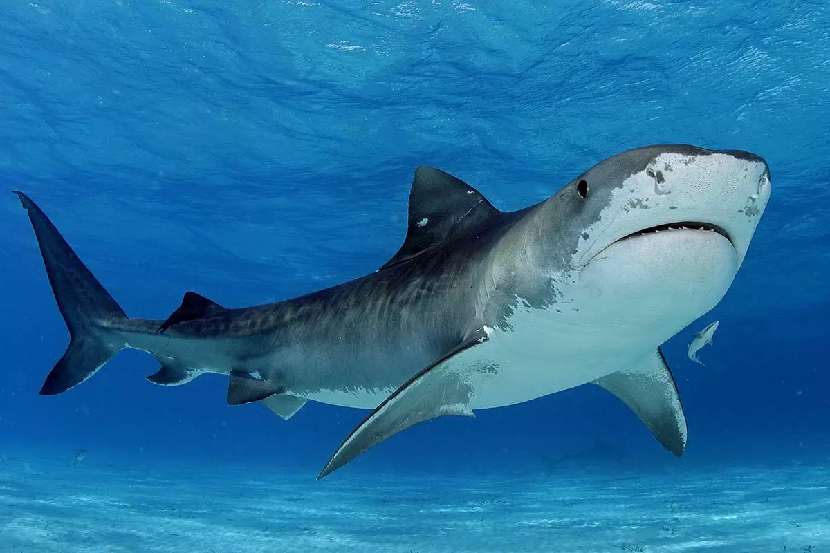 Жолборс акуласы (Galeocerdo cuvier)