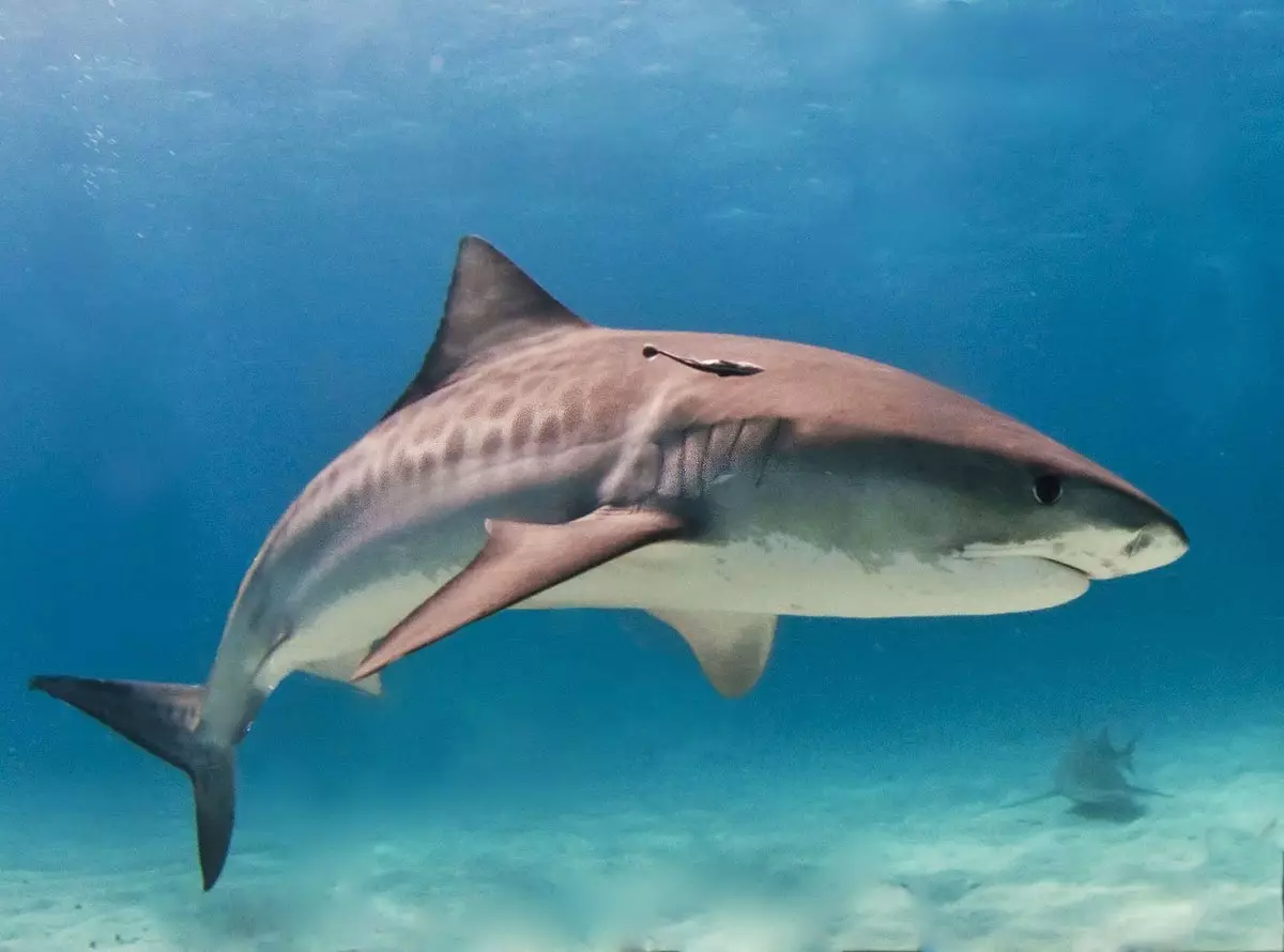 Жолборс акуласы суу астындагы дүйнөдөгү бардык нерселерди тамак катары эсептейт.