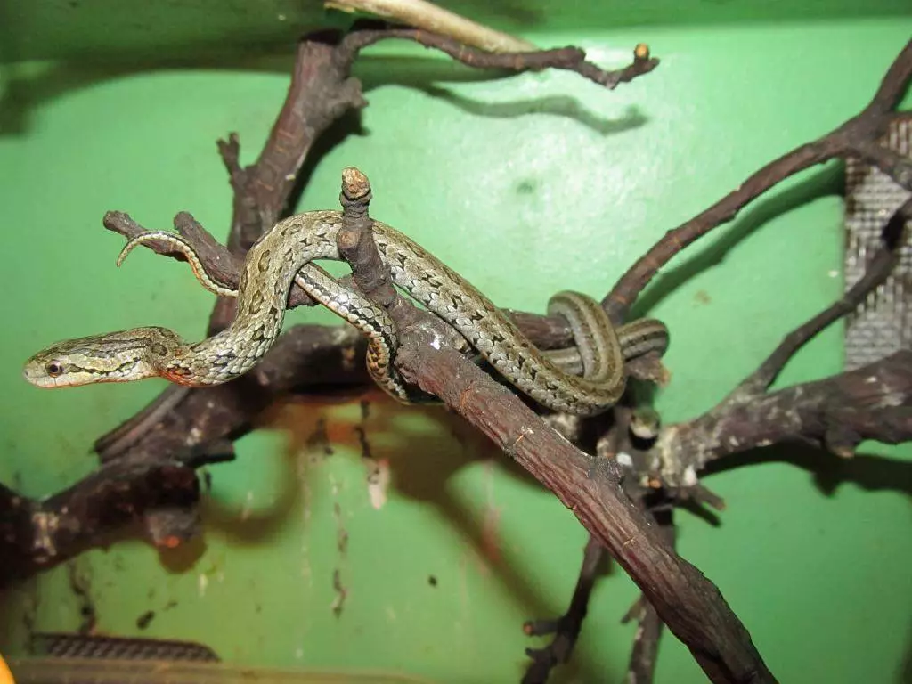 Rødrygget slange (Elaphe rufodorsata).