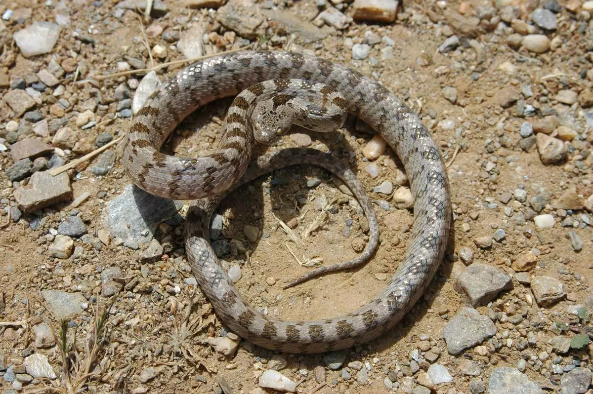 Les serpents félins détruisent souvent les nids d'oiseaux.