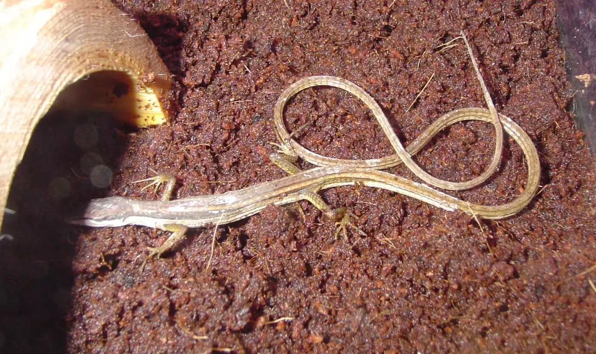 Корейська довгохвостка (Tachydromus woltery).