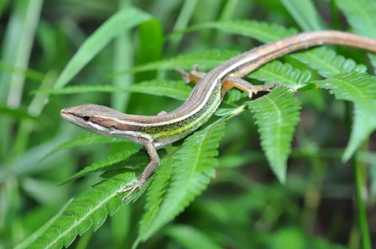 Der koreanische Longtail lebt an abgelegenen Orten.