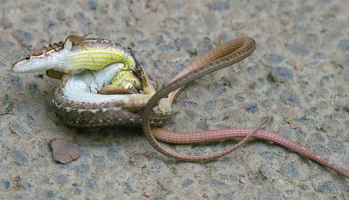 Cuộc chiến longtail.