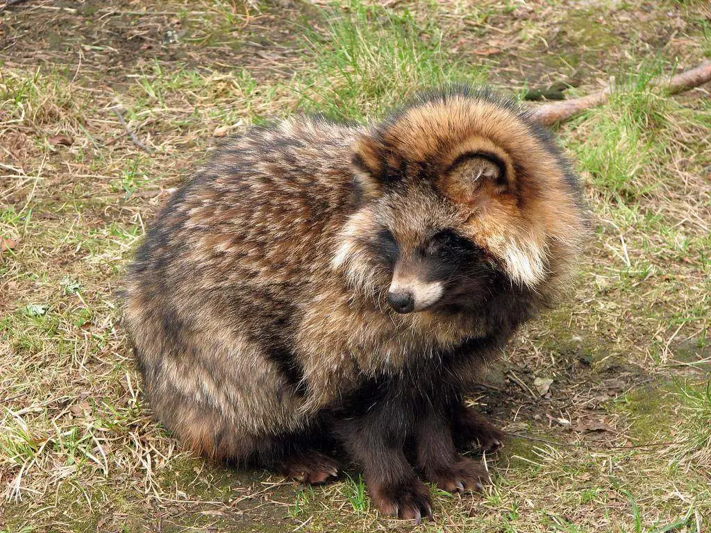 Qeni rakun (Nyctereutes procyonoides).