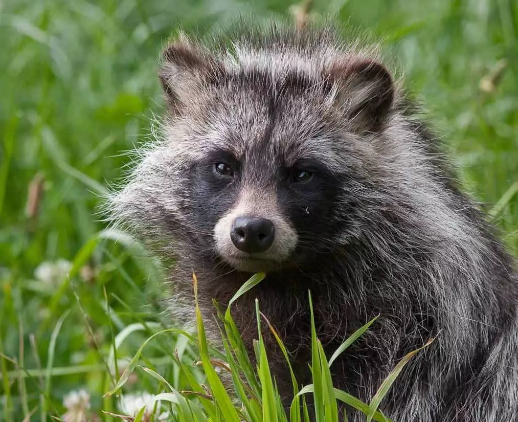 El gos mapache té un luxós pelatge esponjós.