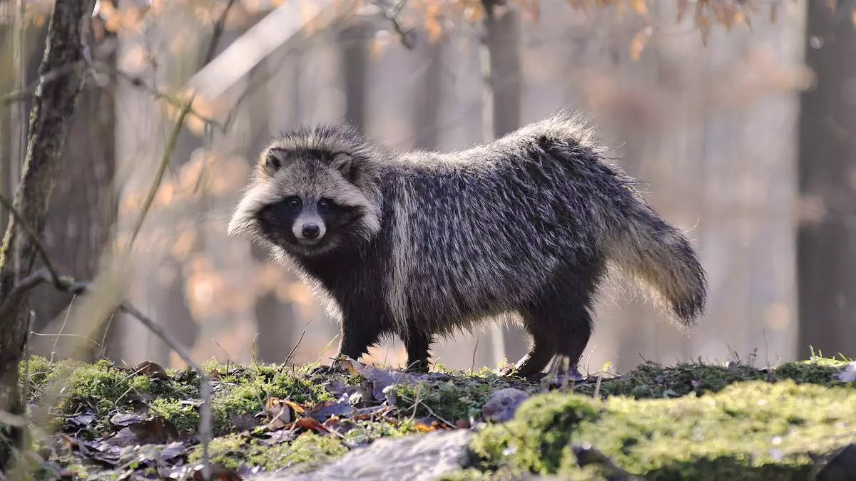 Il cane procione è di taglia piccola.