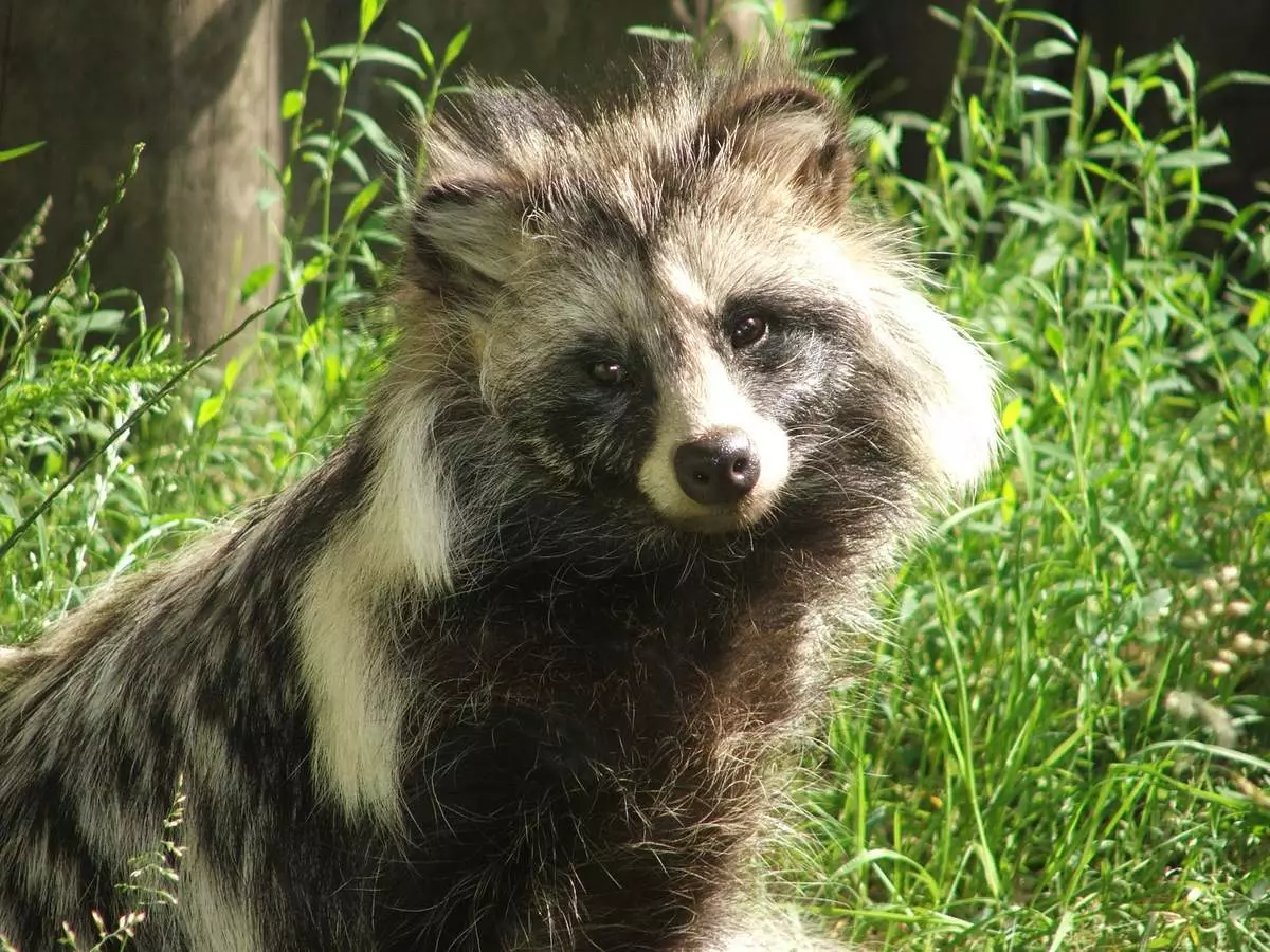 I cani procione si nutrono sia di piante che di piccoli animali.