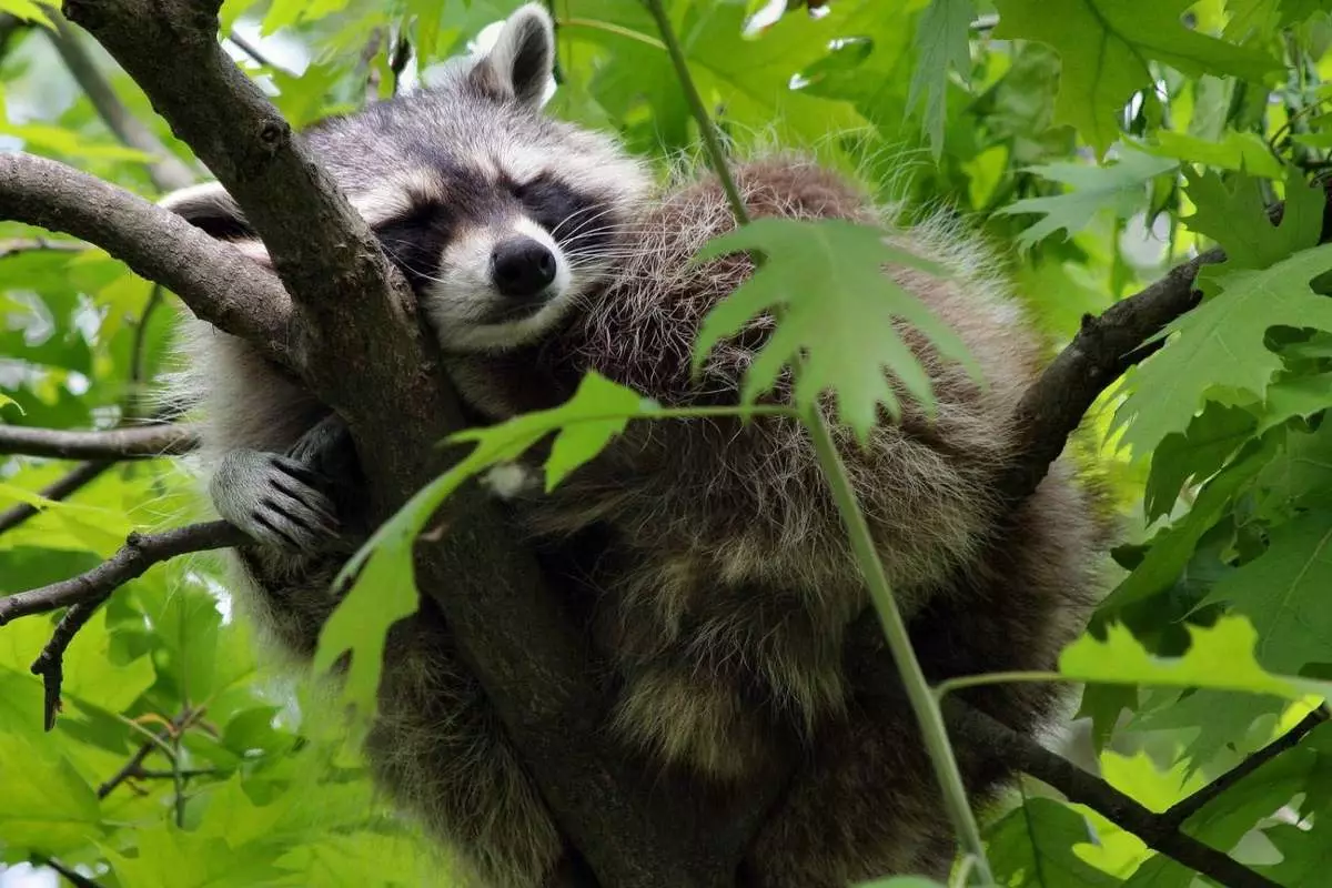 Les chiens viverrins grimpent bien sur les branches.