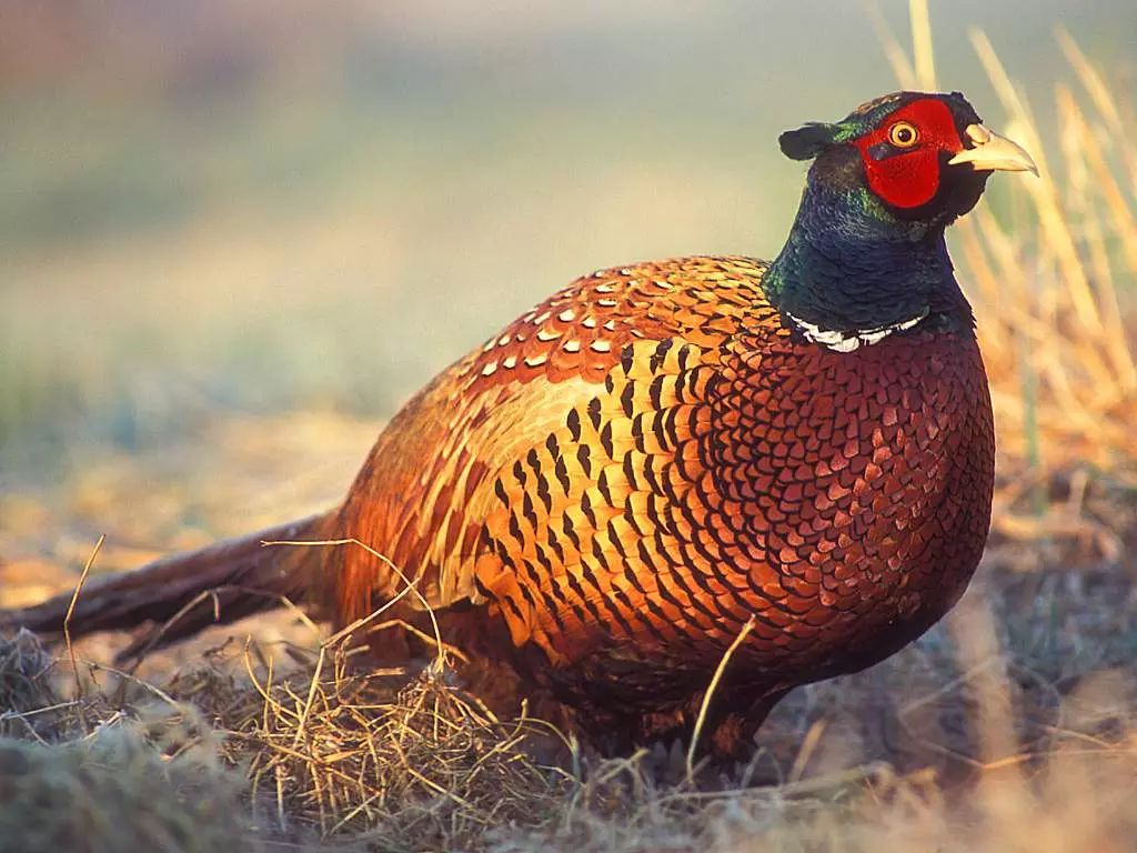 Bażant zwyczajny (Phasianus colchicus).