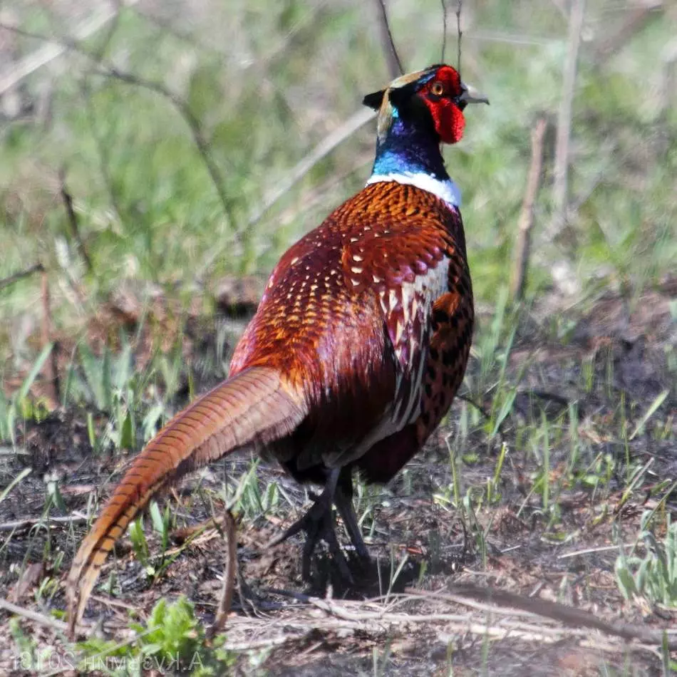 Los faisanes son aves con un plumaje sorprendentemente brillante.