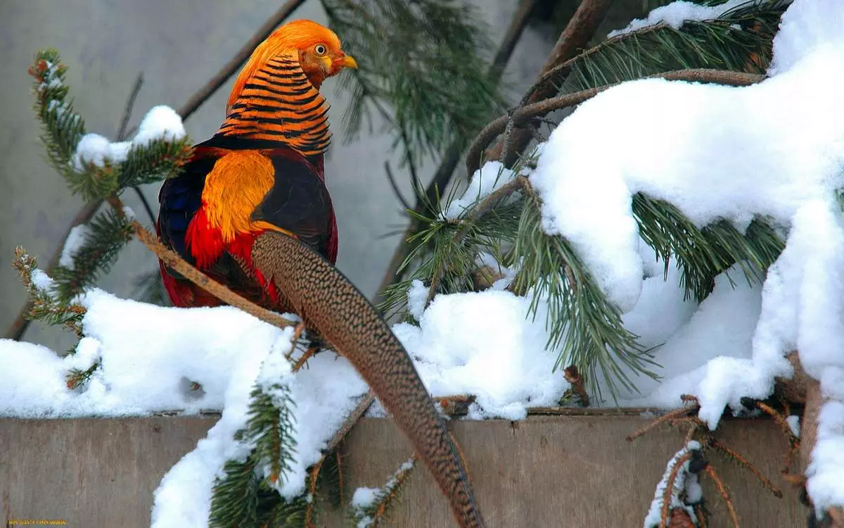 Der Goldfasan ist ein sehr schöner Vogel.