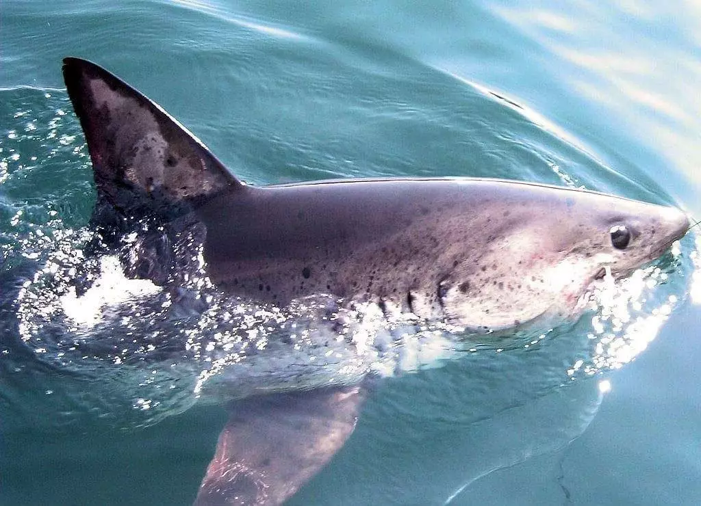 Salmon shark (Lamna ditropis)