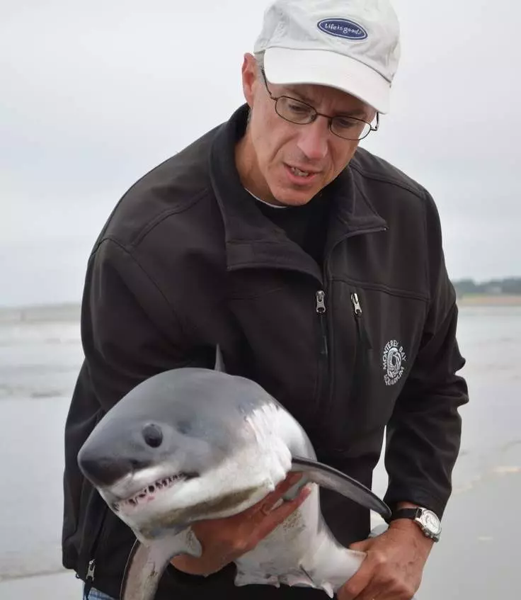 Tlhapi ea salmon (Lamna ditropis)