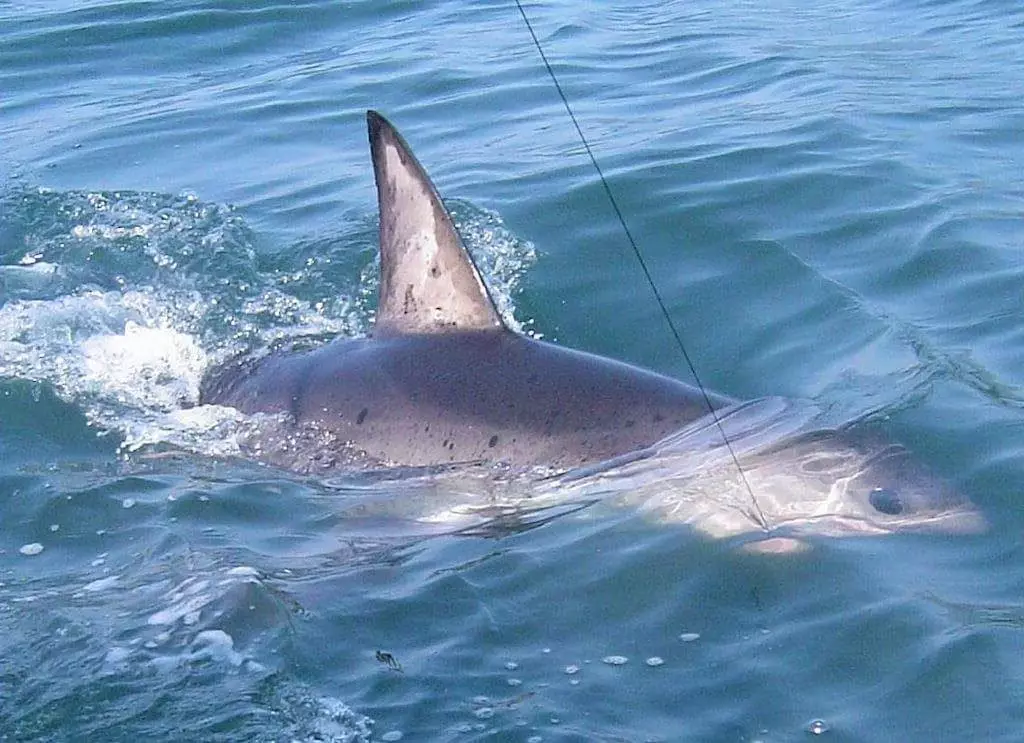 Salmon shark (Lamna ditropis)