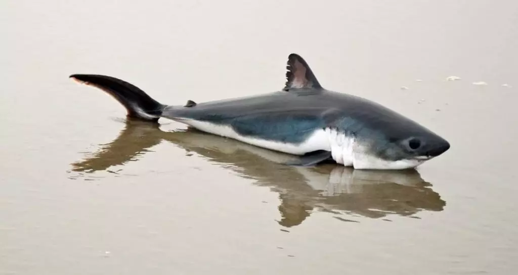 Salmon shark (Lamna ditropis)