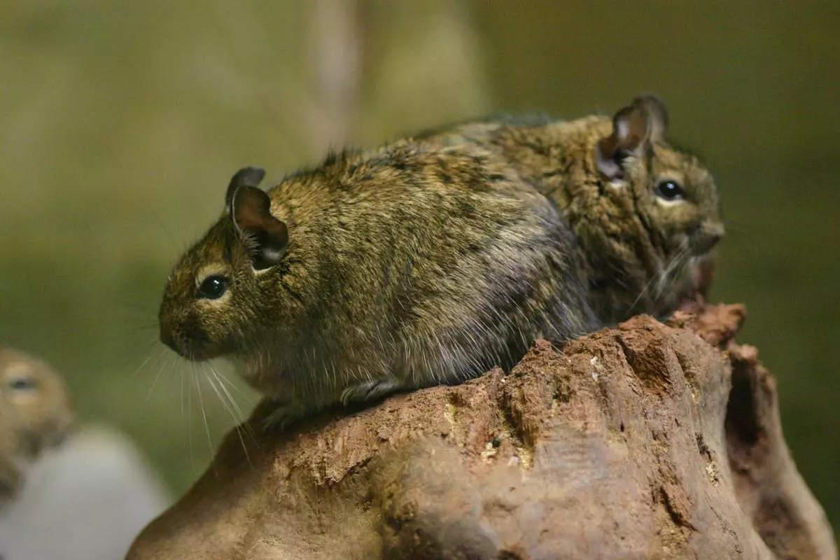 Degu (Octodon degus).