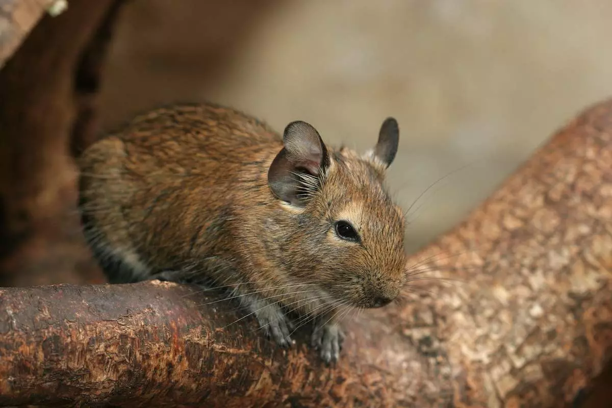 Degu adalah hewan pengerat kecil.