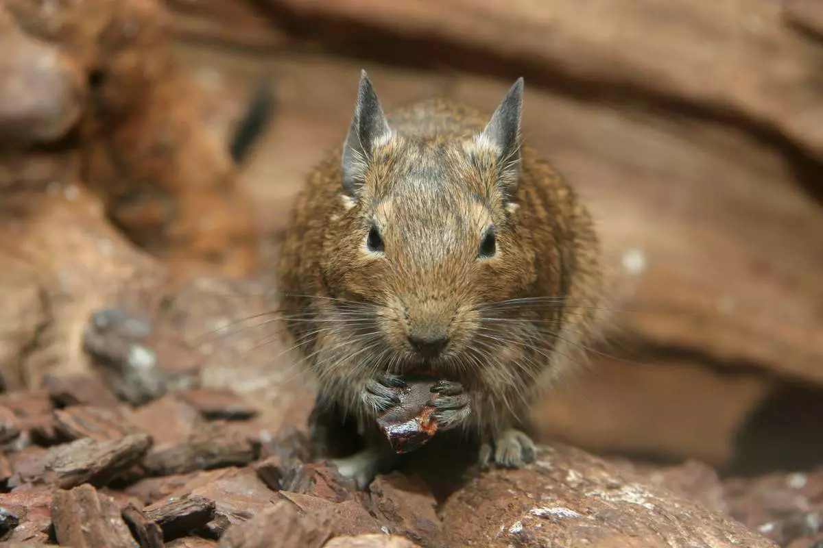 Degu 15 yoshgacha yashaydi.