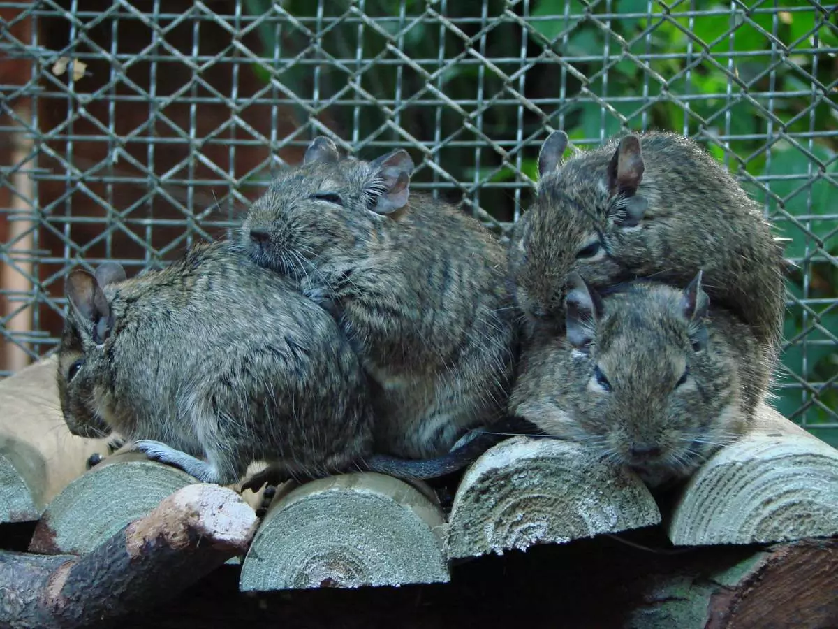 Degu er dygtige labyrintbyggere.