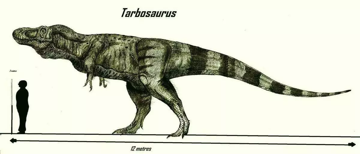 Tarbosaur berukuran besar dan memiliki gigi yang besar.