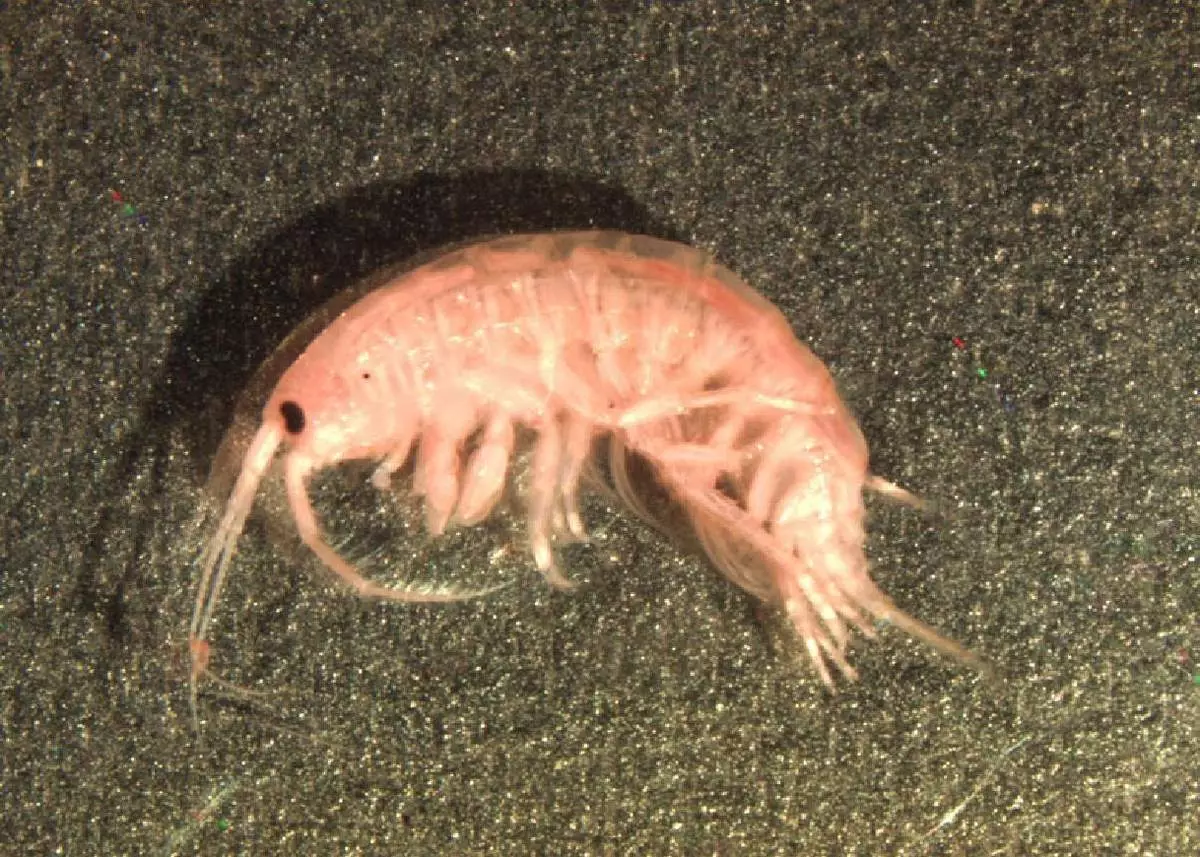 Mormysh, 또는 gammarus (Gammarus).