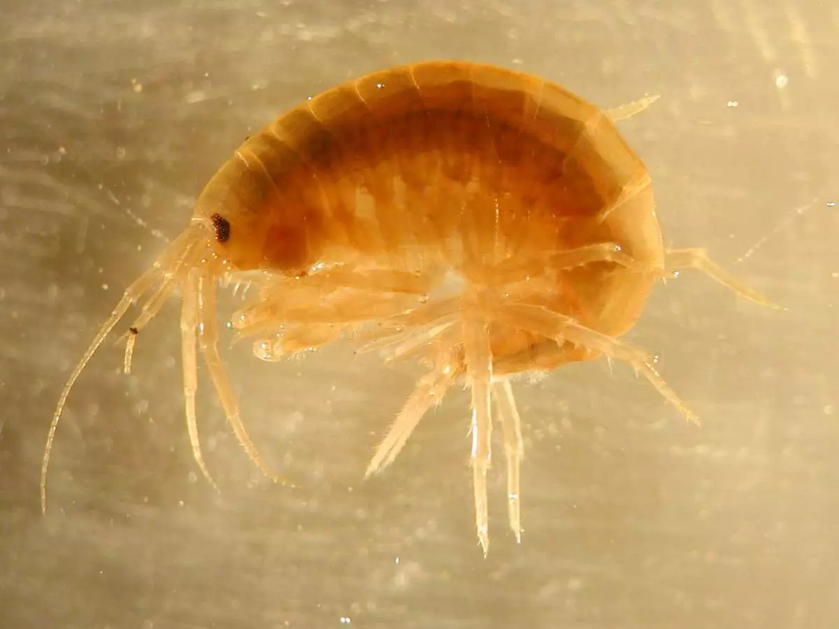 I-Gammarus iyafana nee-amphipods.