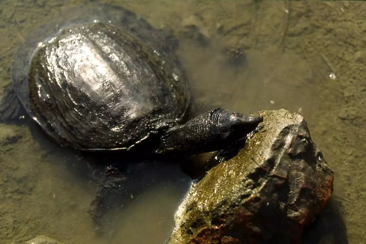 En algunos países, las tortugas se consideran un manjar y se utilizan para cocinar.