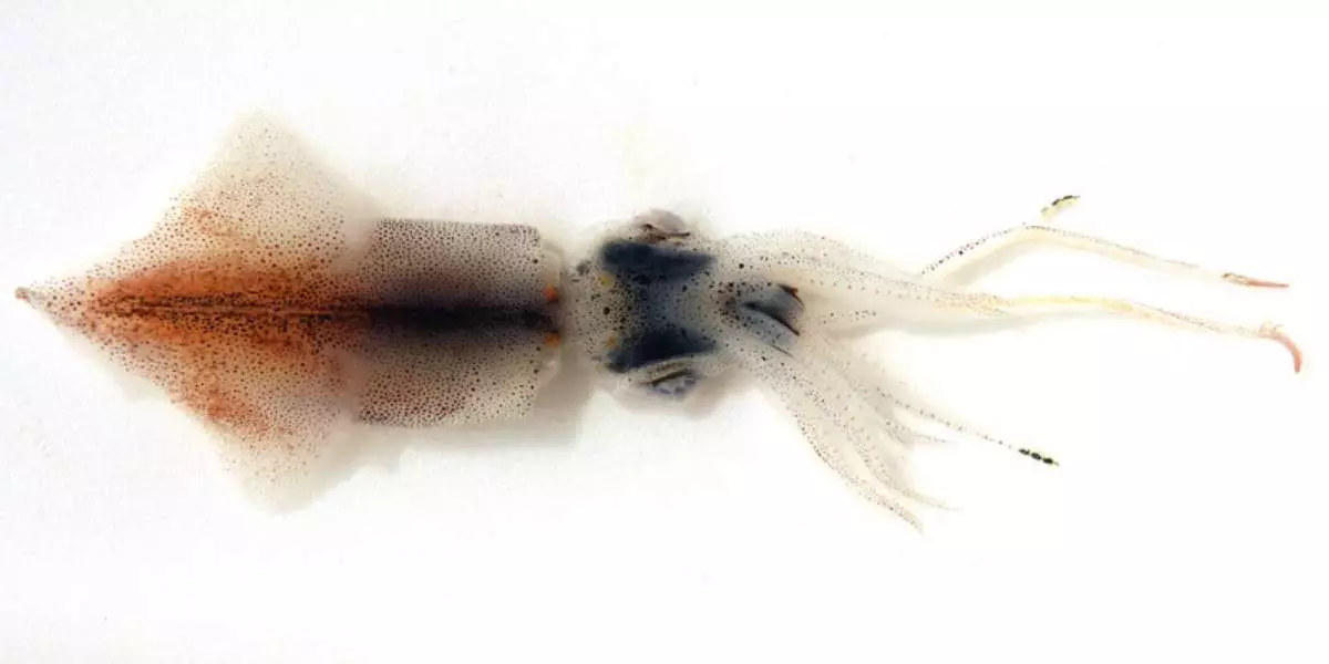 Firefly Squid, उर्फ ​​स्पार्कलिंग जापानी Squid