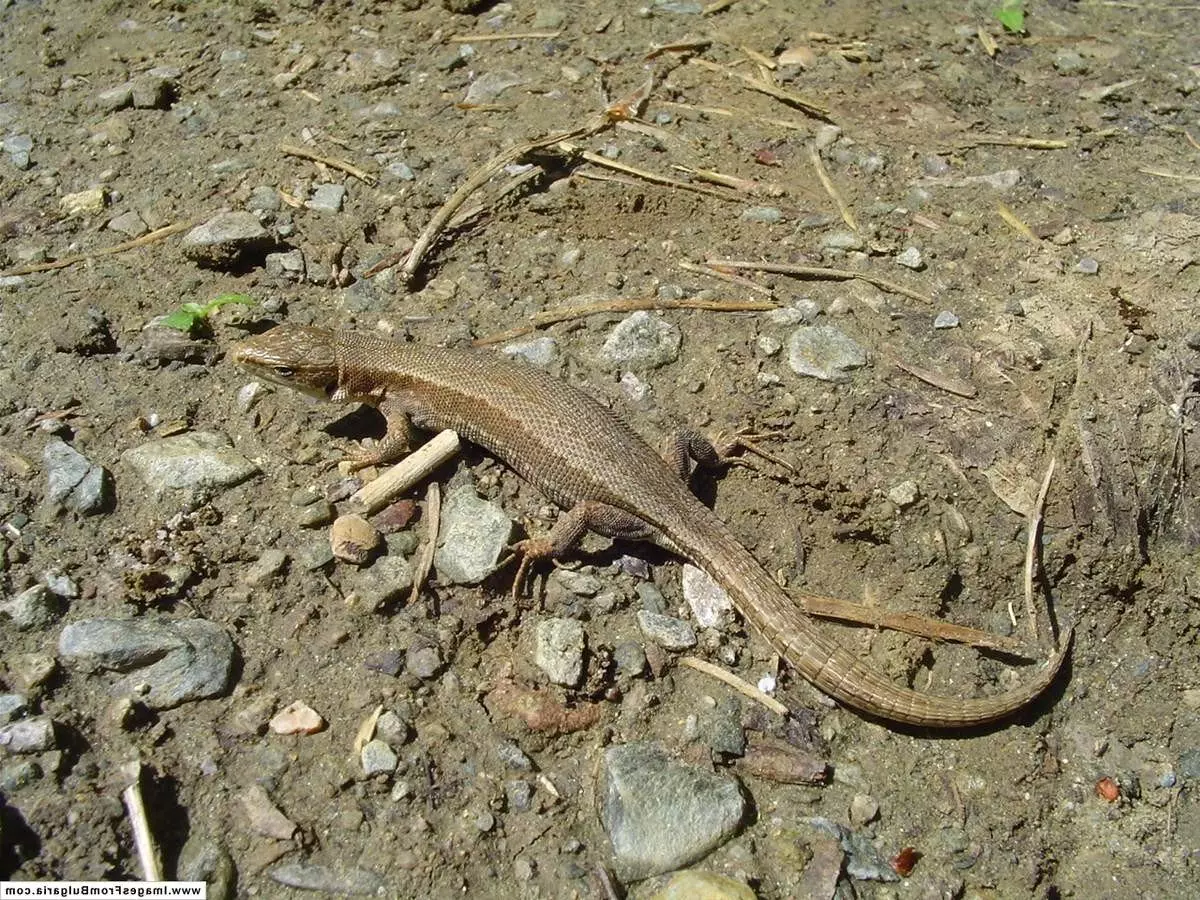 Artvinisk ödla (Lacerta derjugini).