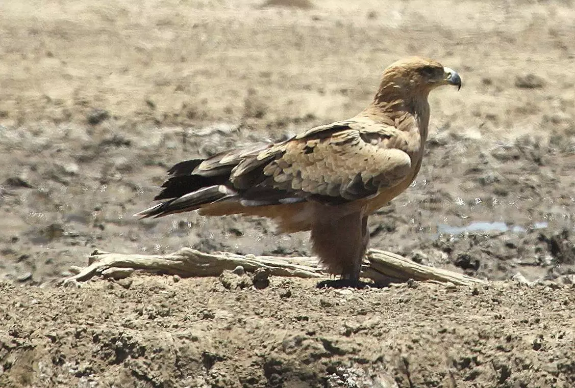 Steppe Eagle (Aquila rapax).