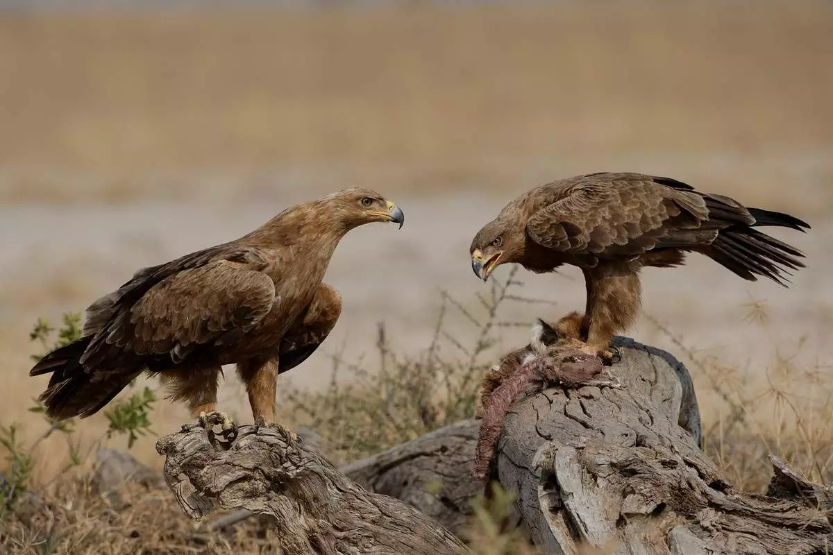 Steppe ईगल न केवल हावा मा, तर जमिन मा सुन्दरता संग शिकार गर्दछ।