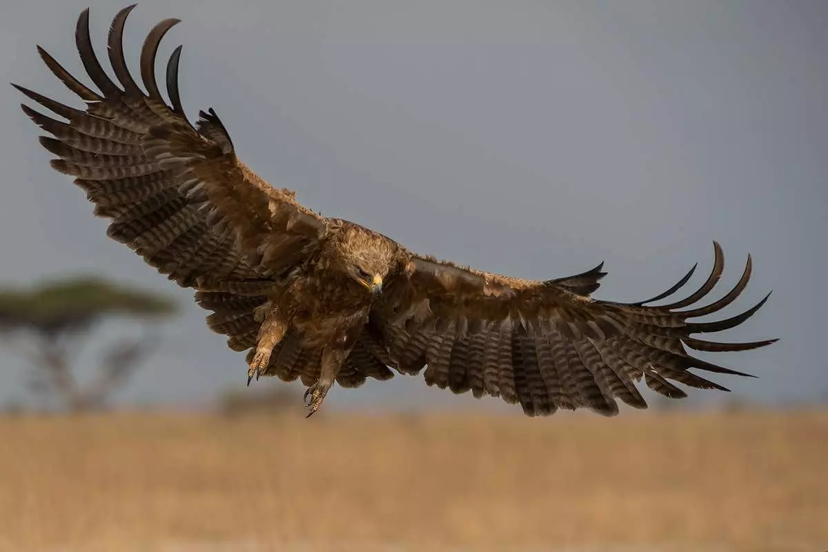 Steppörnens flygning.