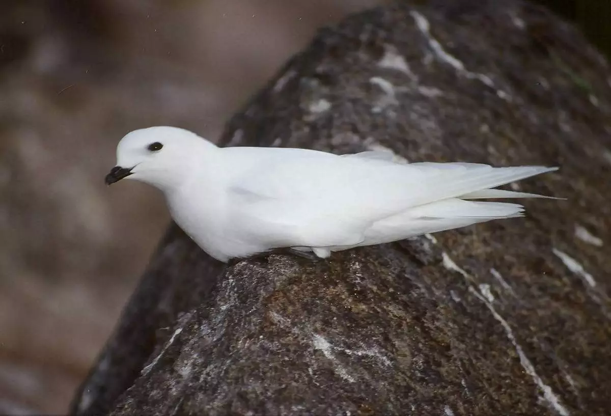 Os petréis de neve têm plumagem de um branco puro.